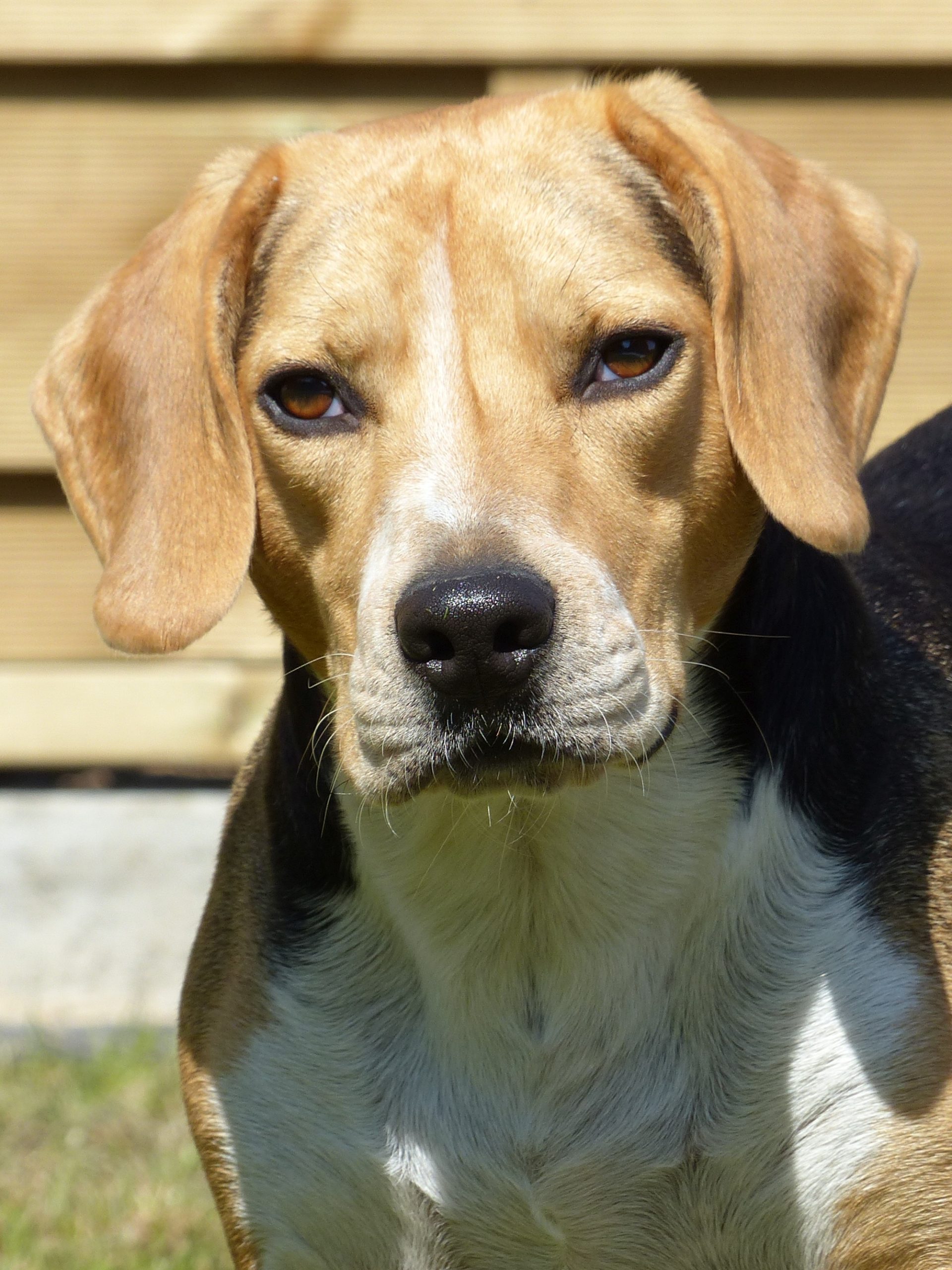 Hund Max - DIGO Help - Erste Hilfe